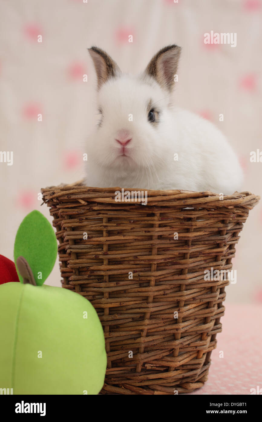 Mini creature hi-res stock photography and images - Alamy