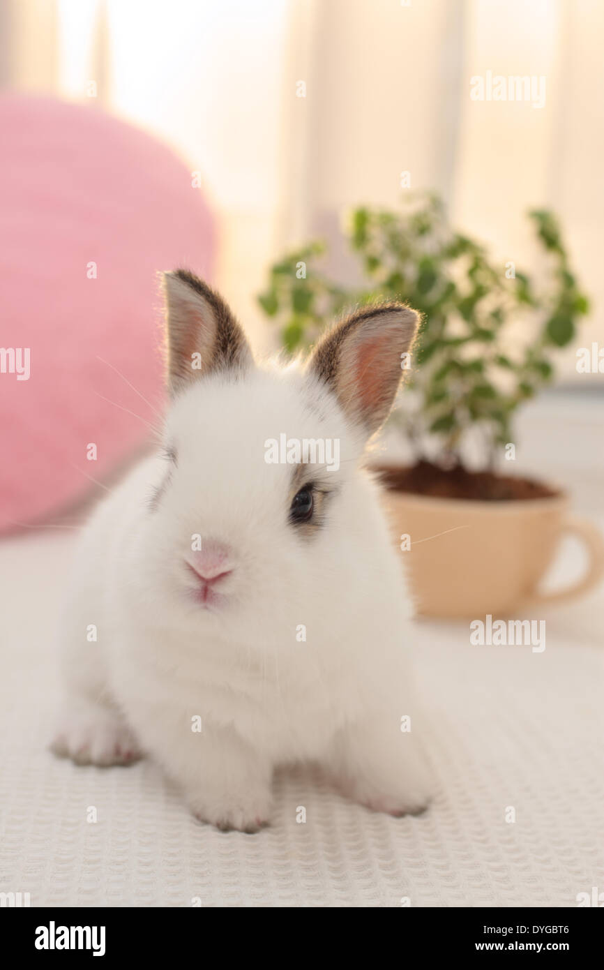 Mini creature hi-res stock photography and images - Alamy