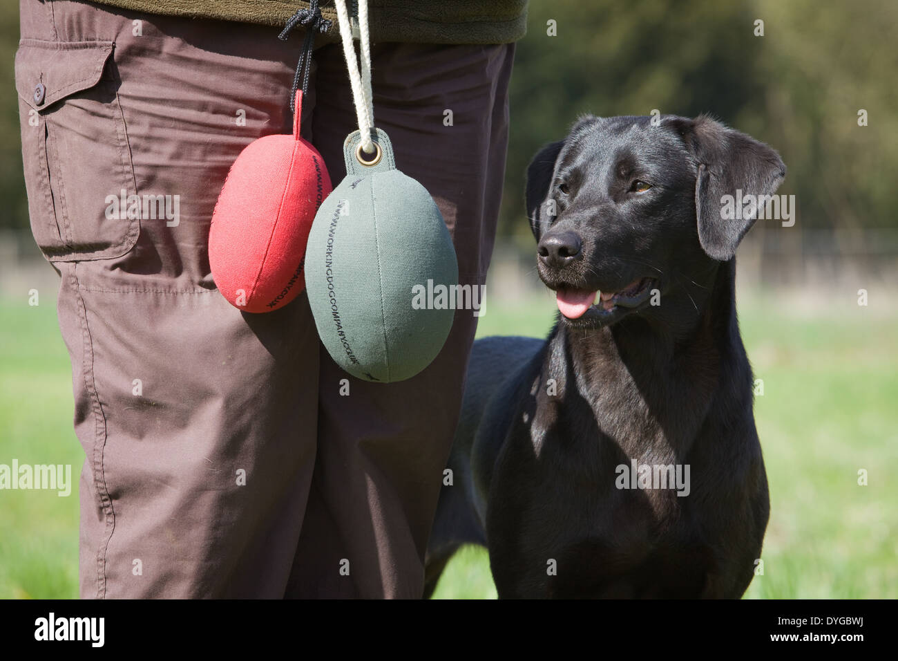 A black Labrador Retriever working dog with its owner during an outdoor ...