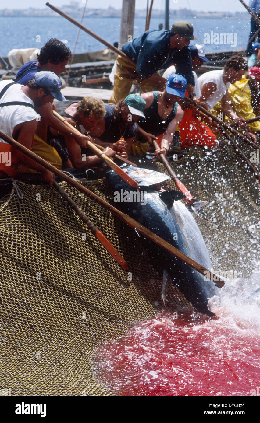 ITALY, Sicily, Aegadian Island Favignana, Tonnara May 2000, cooperative ...