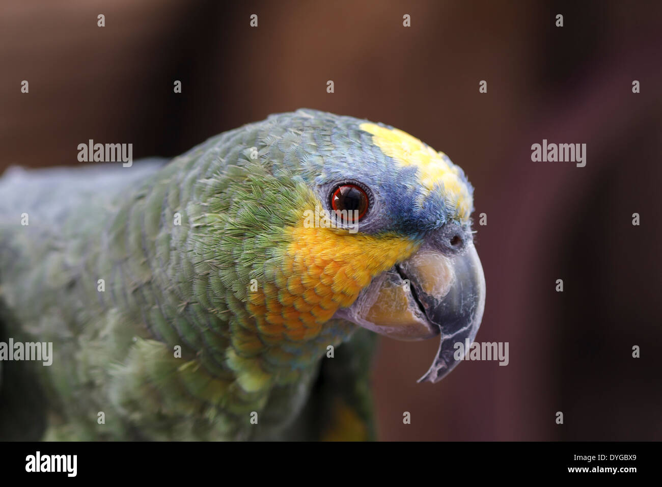 Amazon parrot hi-res stock photography and images - Alamy