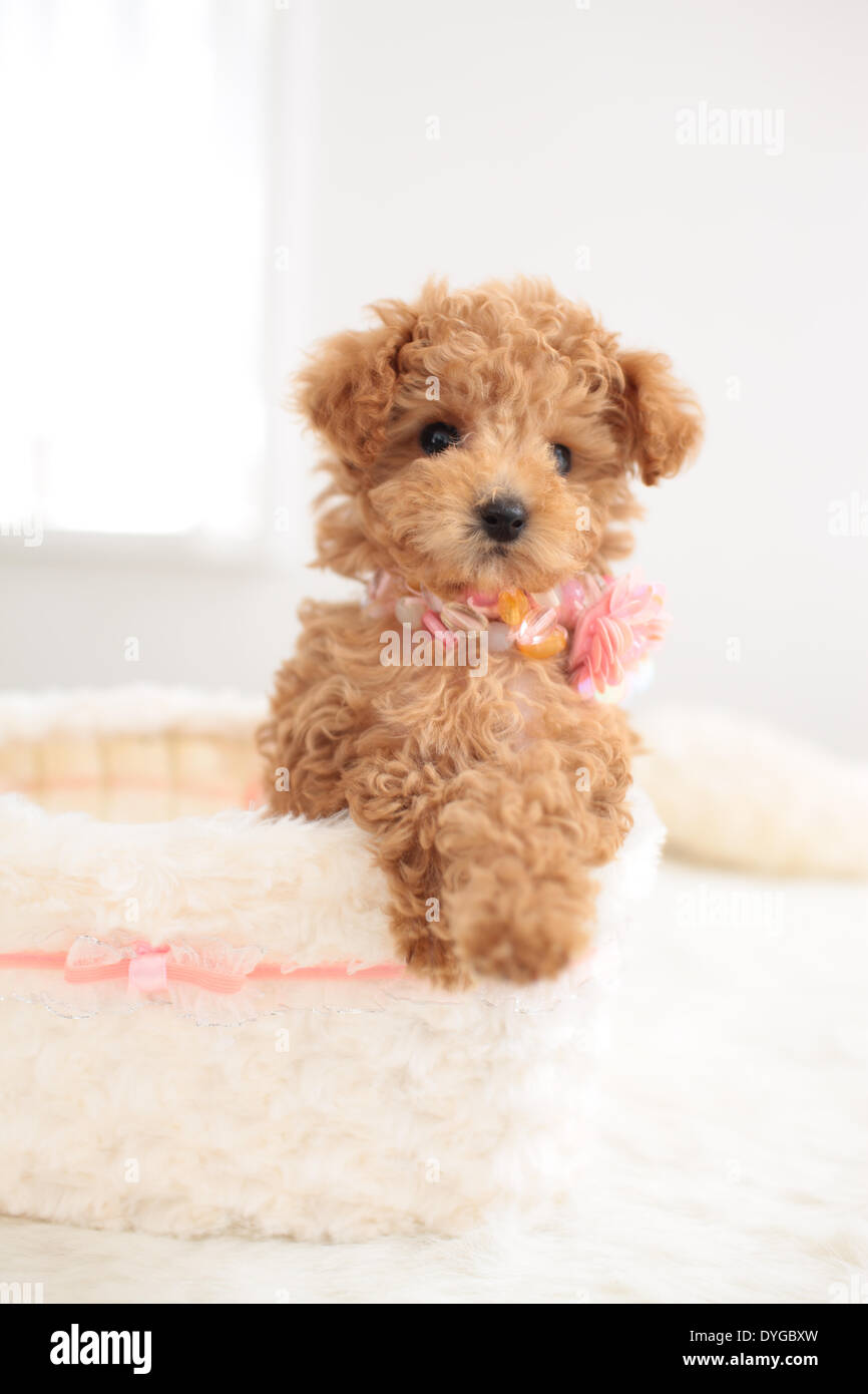 Toy poodle puppy in box hi-res stock photography and images - Alamy