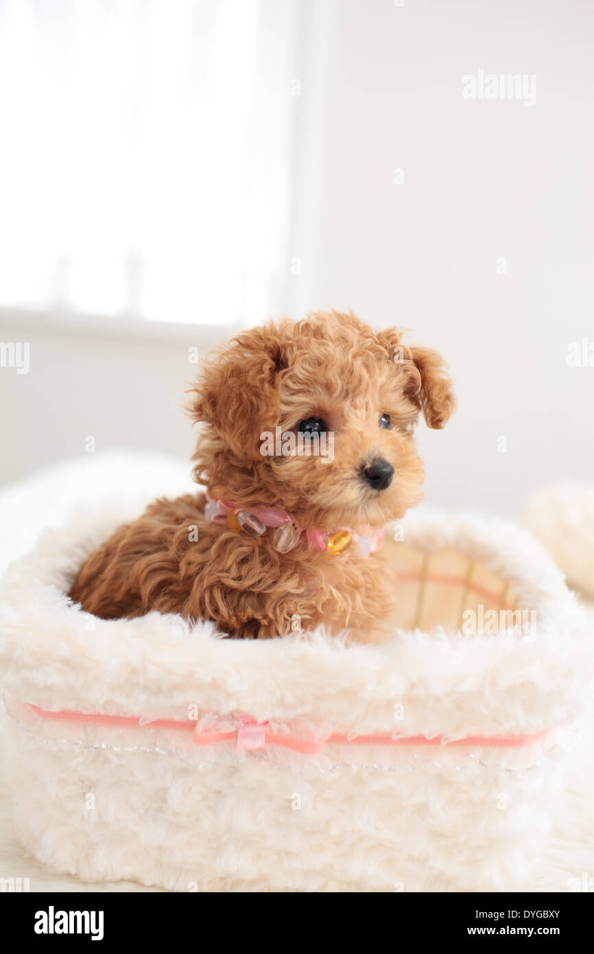 Toy poodle puppy in box hi-res stock photography and images - Alamy