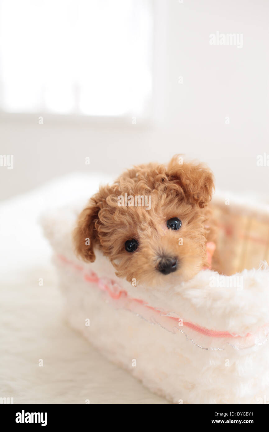 Toy poodle puppy in box hi-res stock photography and images - Alamy