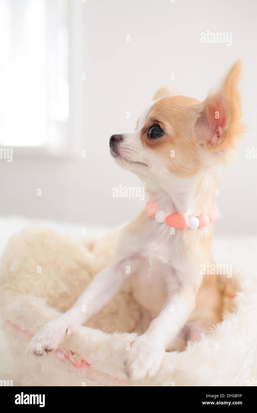 Side view chihuahua puppy standing hi-res stock photography and images ...