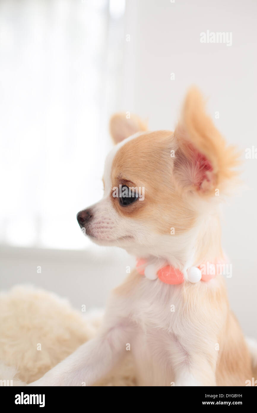 Side view chihuahua puppy standing hi-res stock photography and images ...