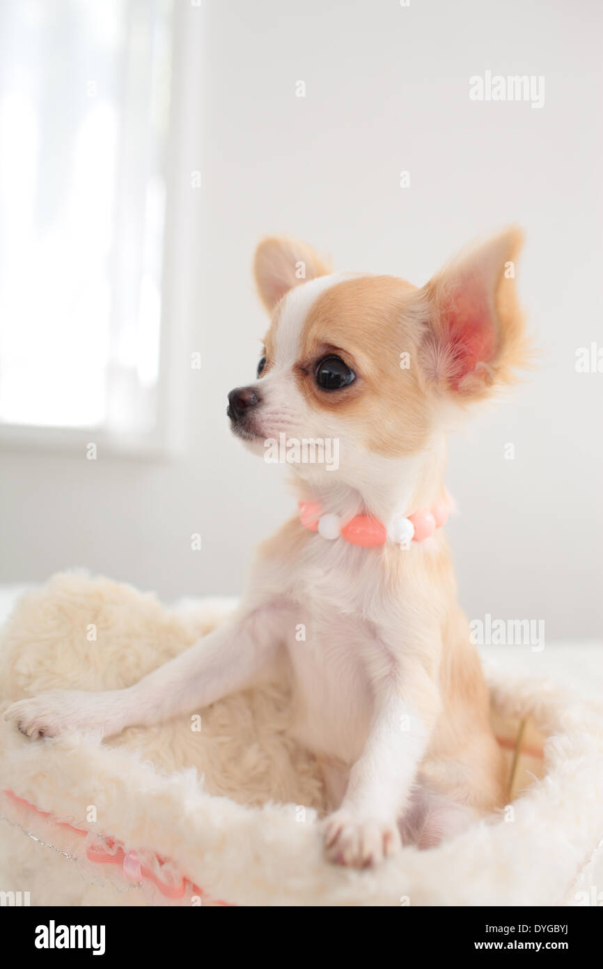Side view chihuahua puppy standing hi-res stock photography and images ...