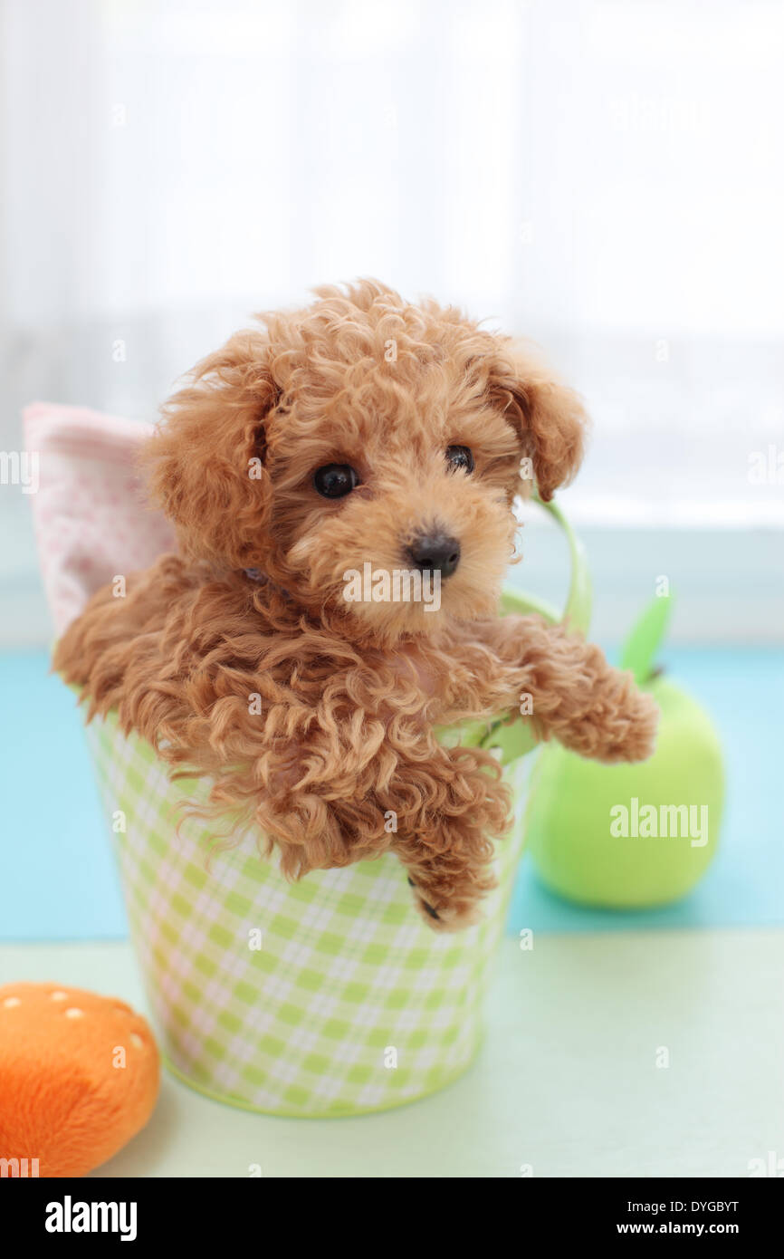 Poodle in a room hi-res stock photography and images - Alamy