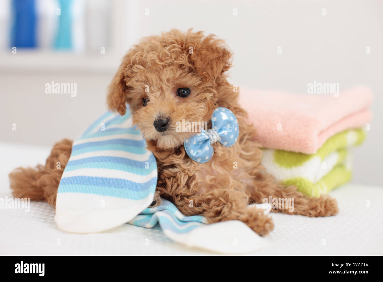 Side view cute small poodle hi-res stock photography and images - Alamy