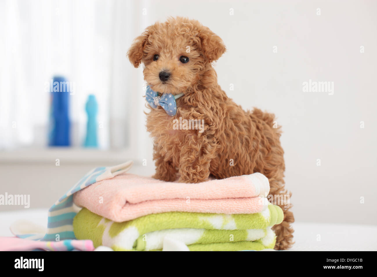 Side view cute small poodle hi-res stock photography and images - Alamy