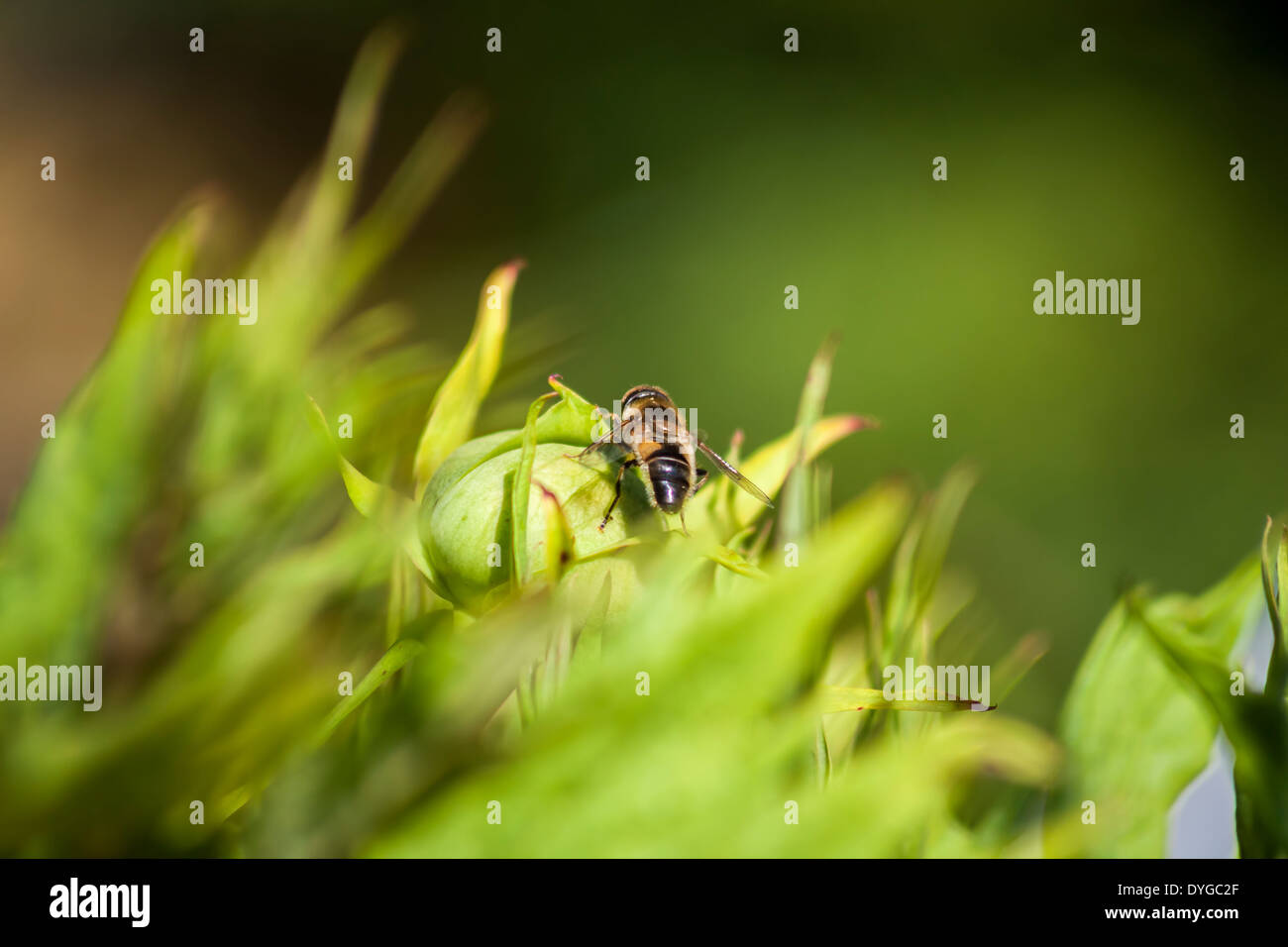 Bee resting hi-res stock photography and images - Alamy