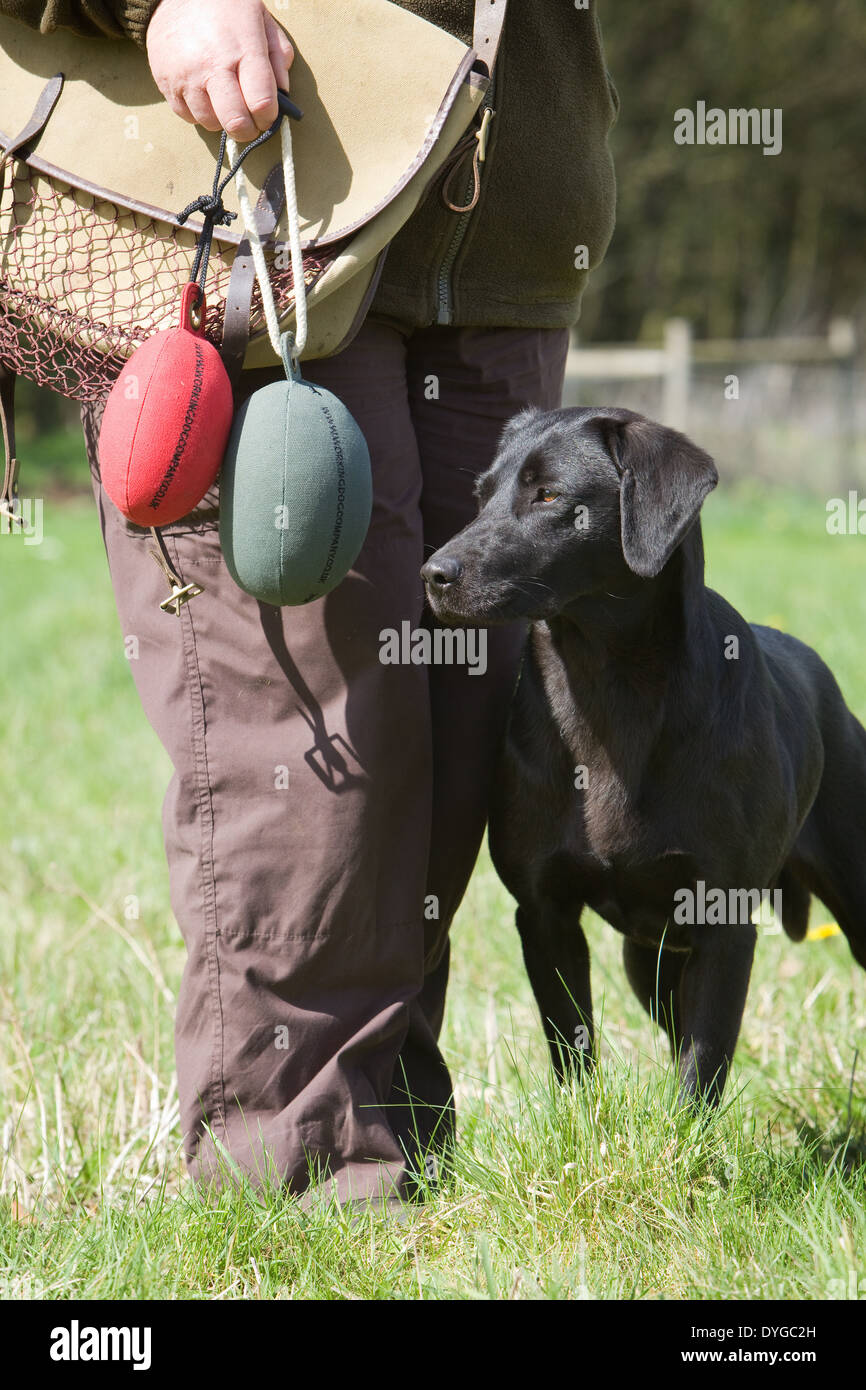 A black Labrador Retriever working dog with its owner during an outdoor ...