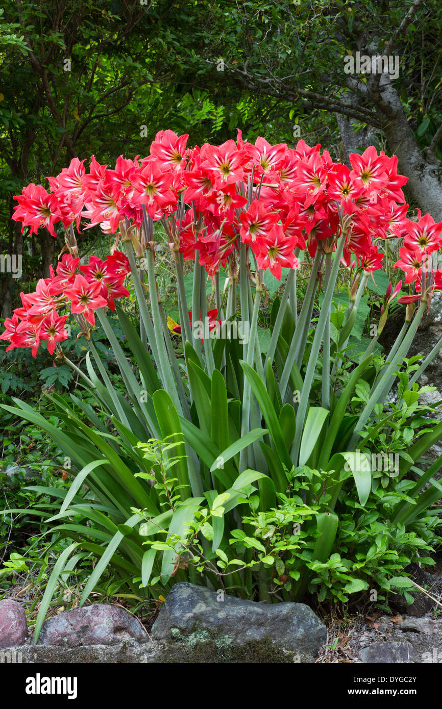 Longitudinal leaf spring hi-res stock photography and images - Alamy