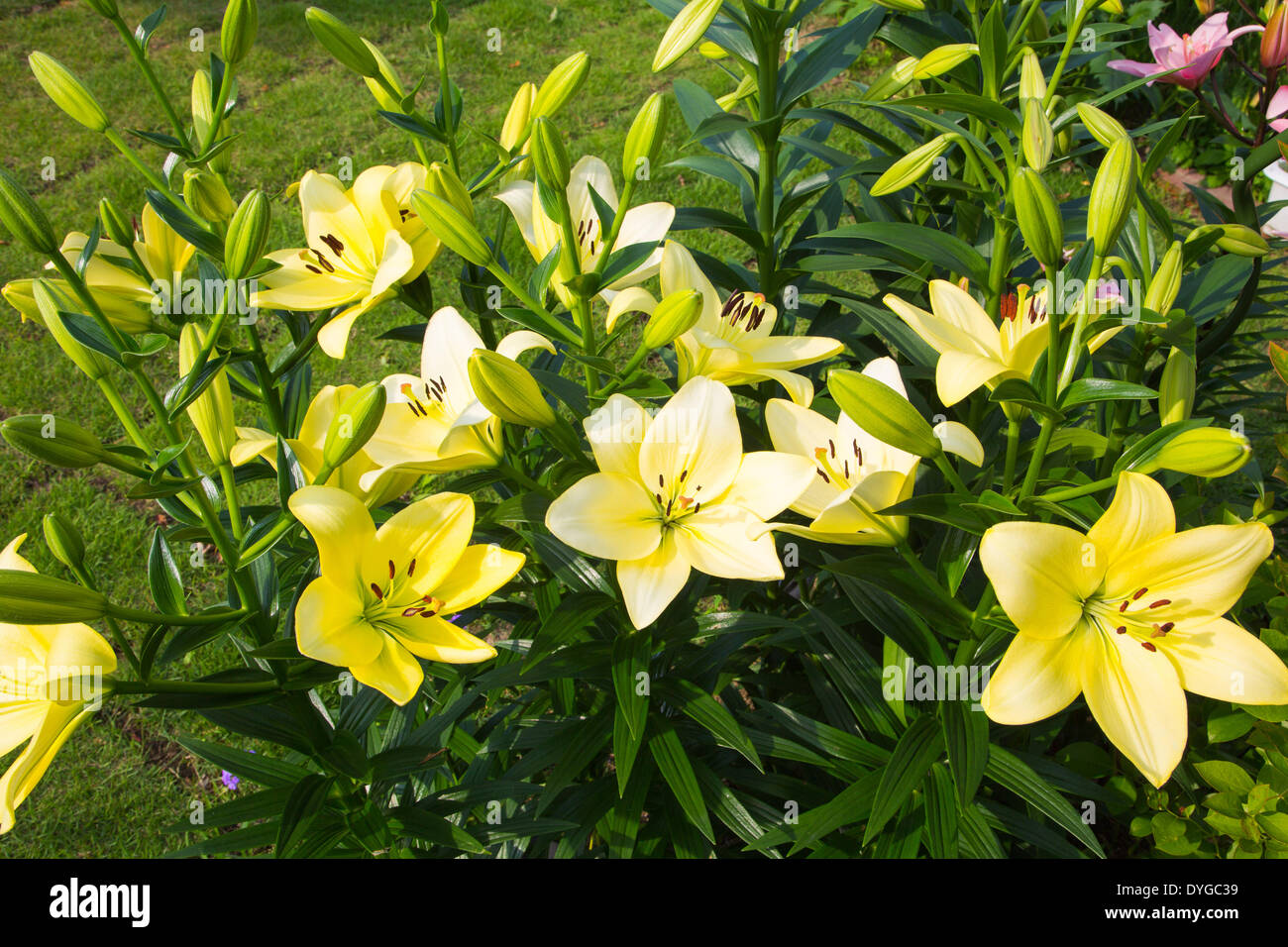 Lily cultivation hi-res stock photography and images - Alamy