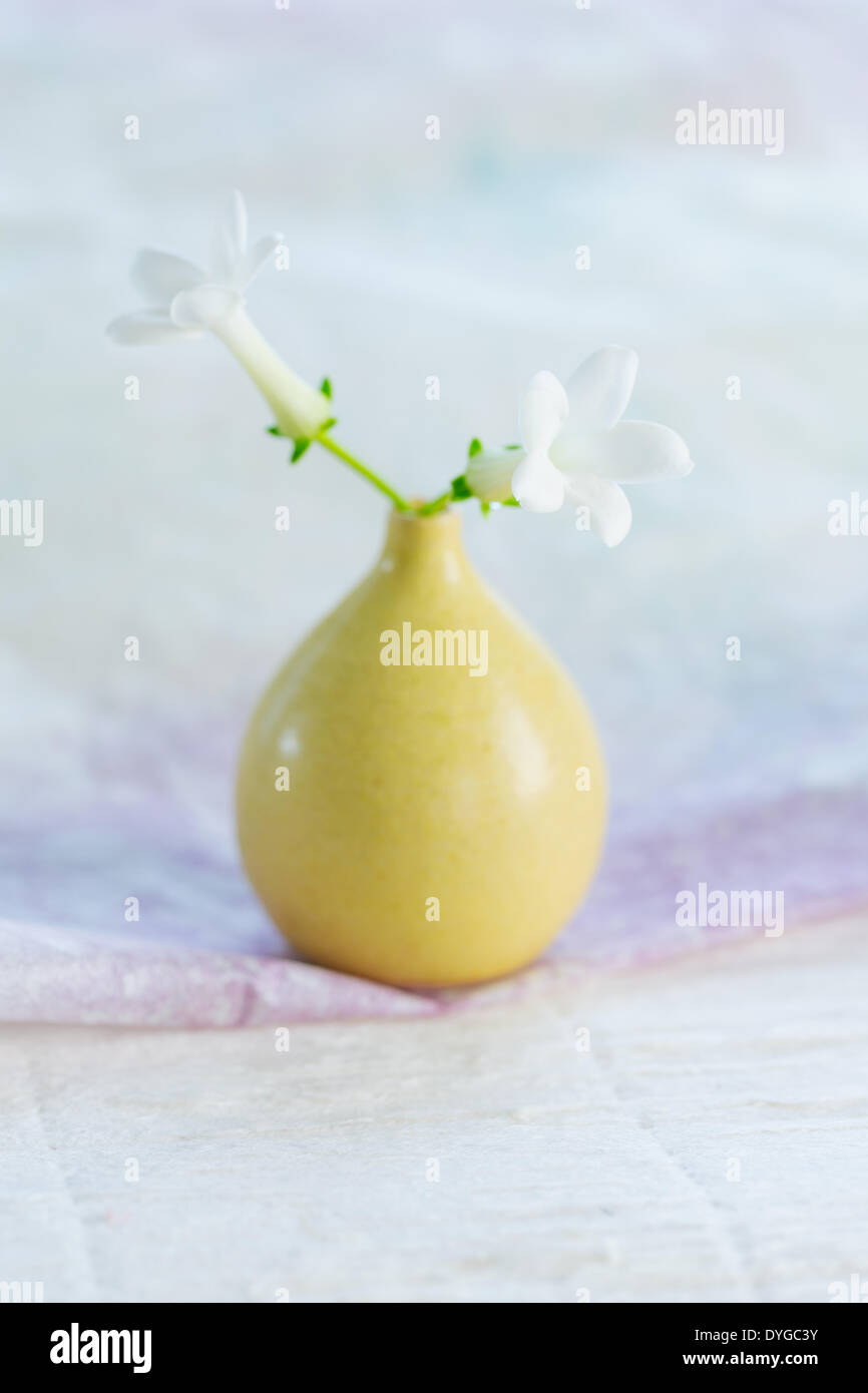 Plant vased hi-res stock photography and images - Alamy