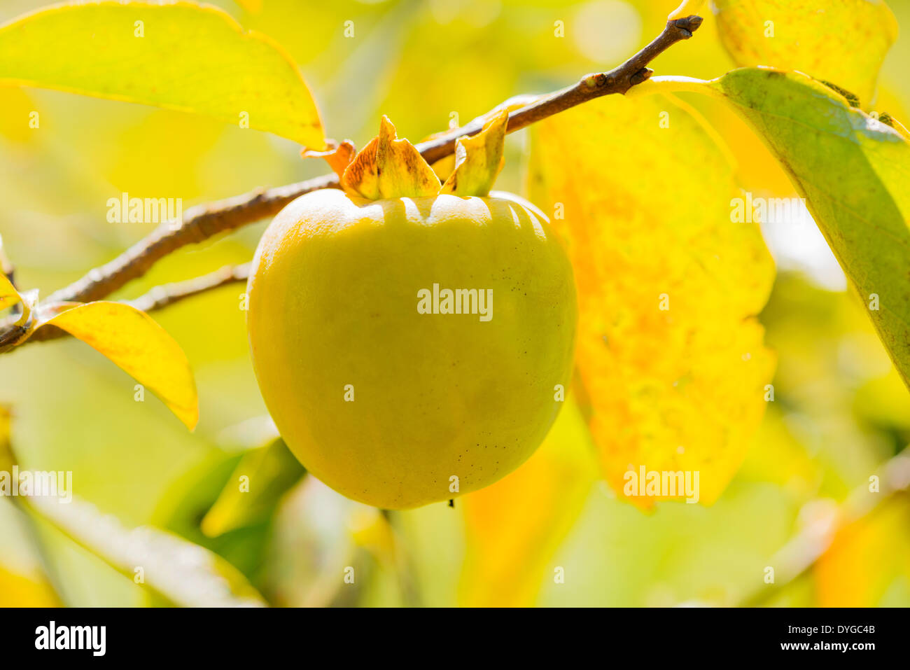 Growing japanese persimmon hi-res stock photography and images - Alamy