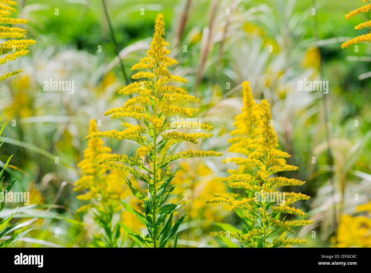 Yellow golden tussock grass hi-res stock photography and images - Alamy