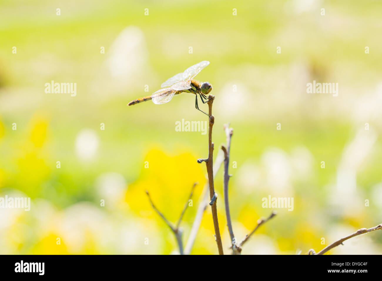 Dragonfly side view hi-res stock photography and images - Alamy