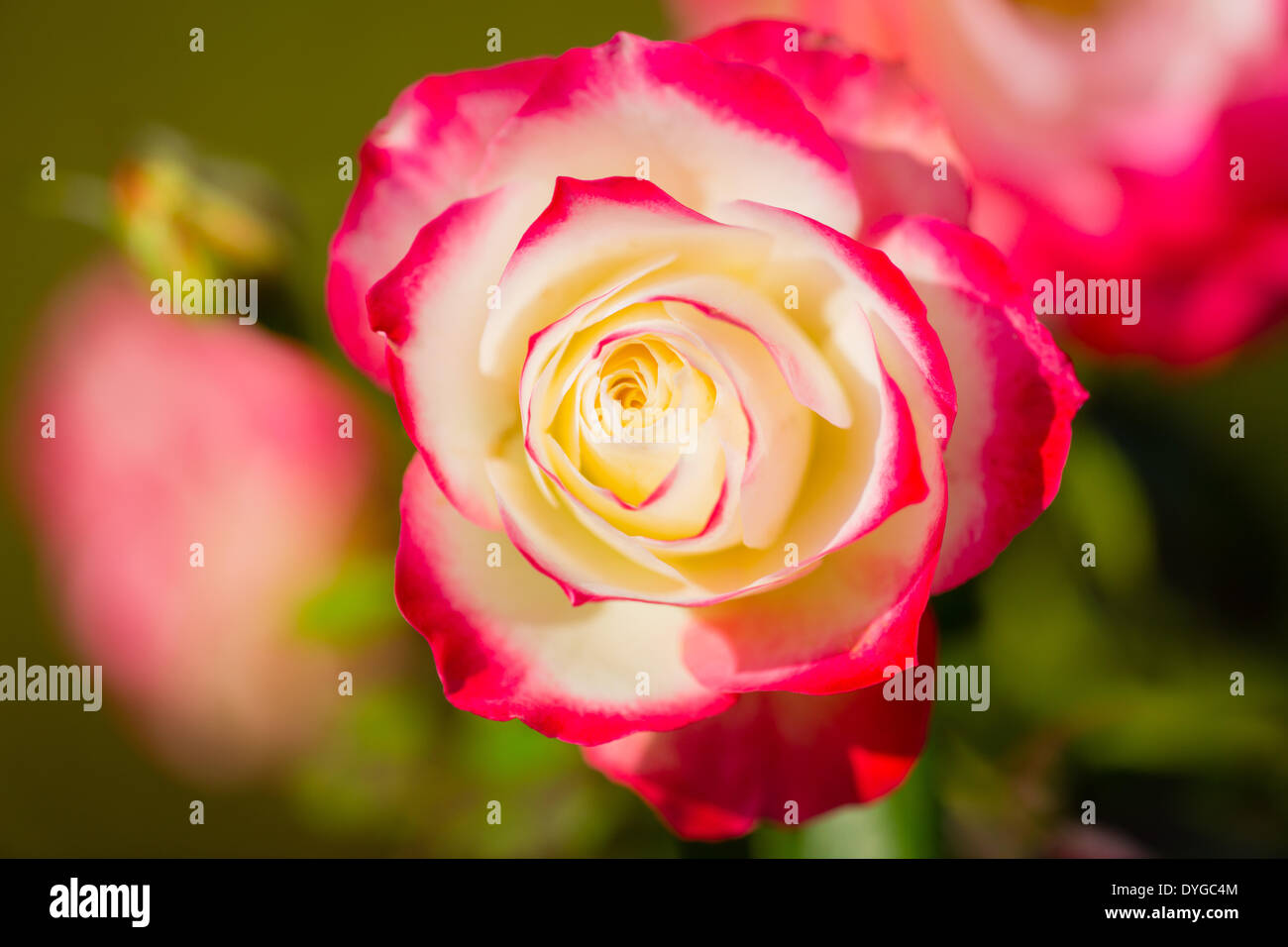Yellow rose side view flower hi-res stock photography and images - Alamy