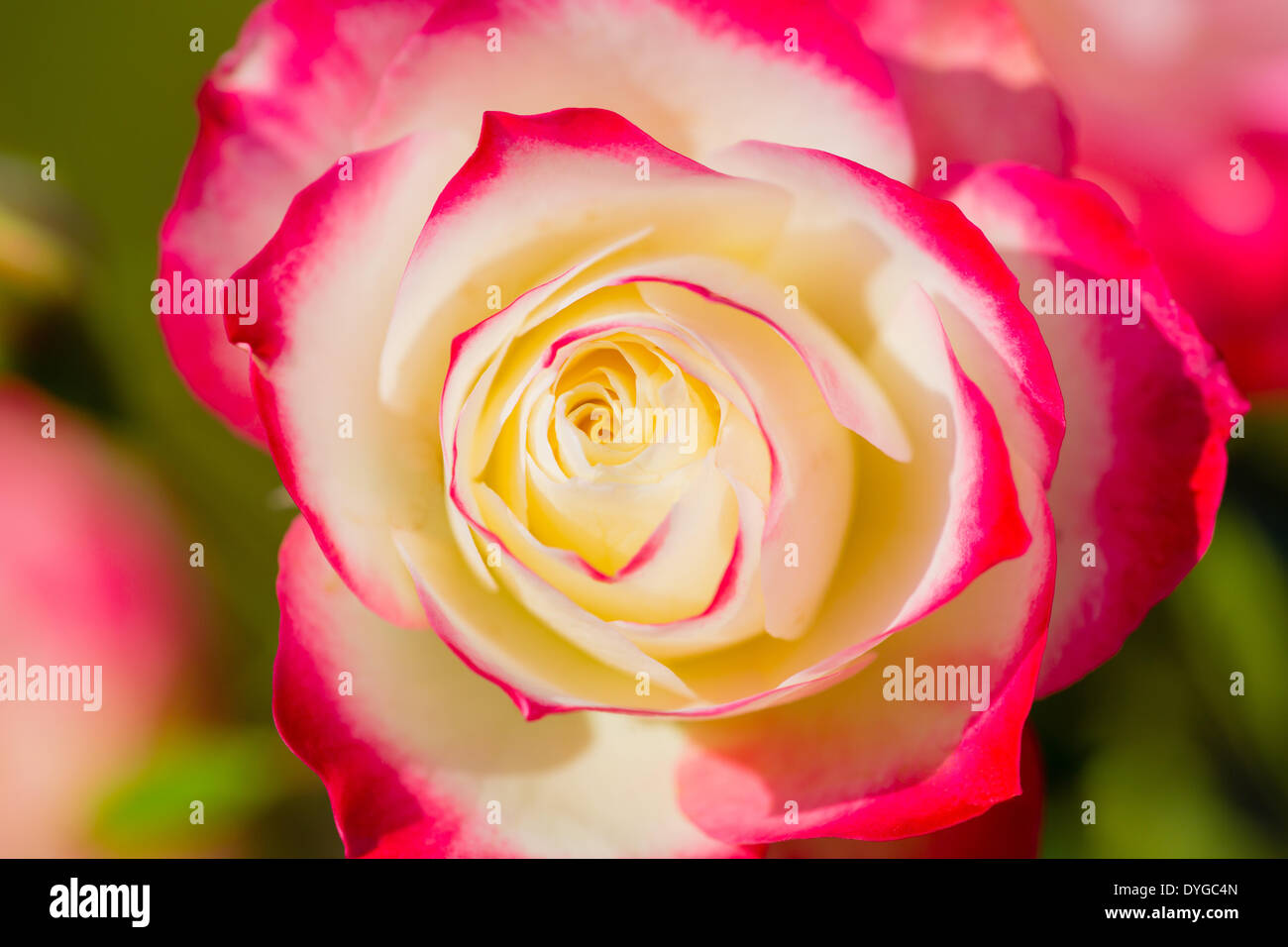 Yellow rose side view flower hi-res stock photography and images - Alamy