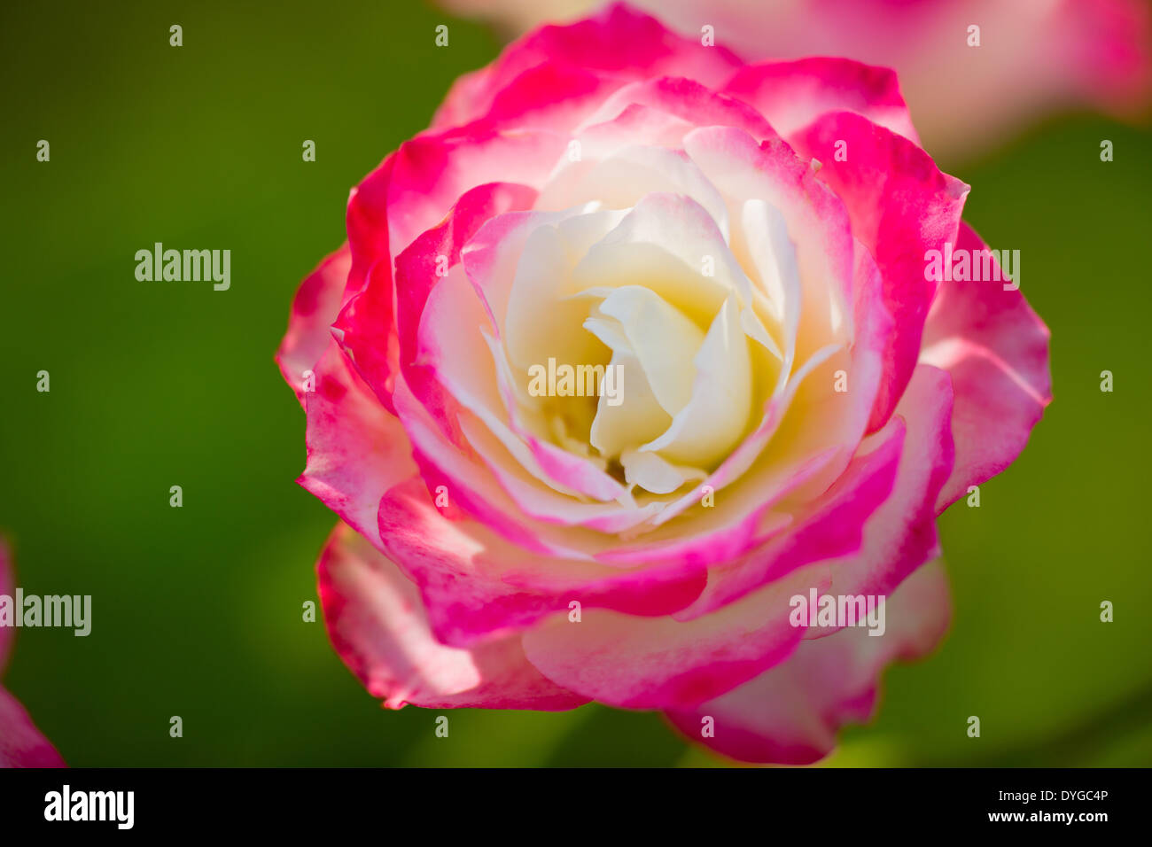 Yellow rose side view flower hi-res stock photography and images - Alamy