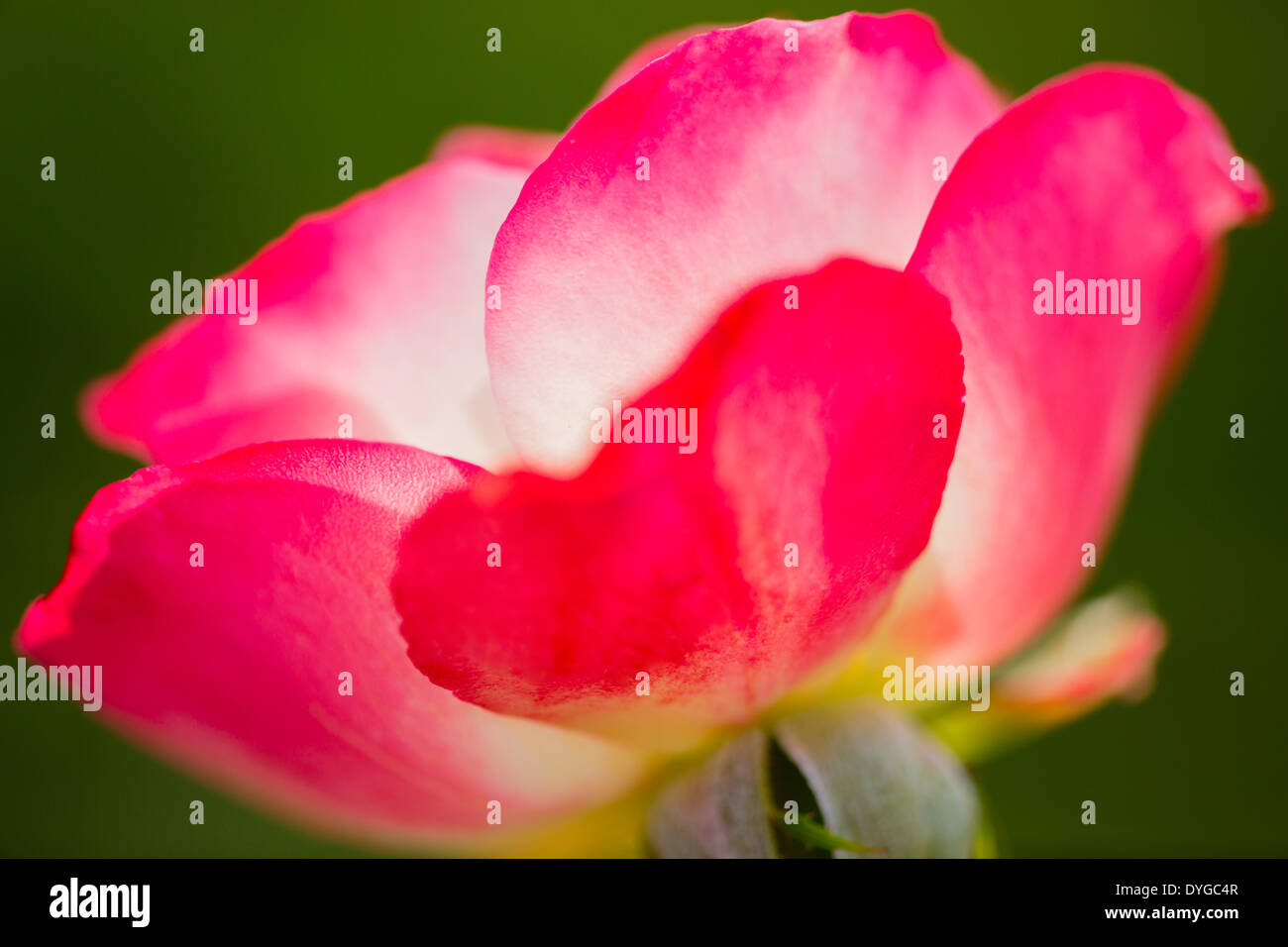 Yellow rose side view flower hi-res stock photography and images - Alamy