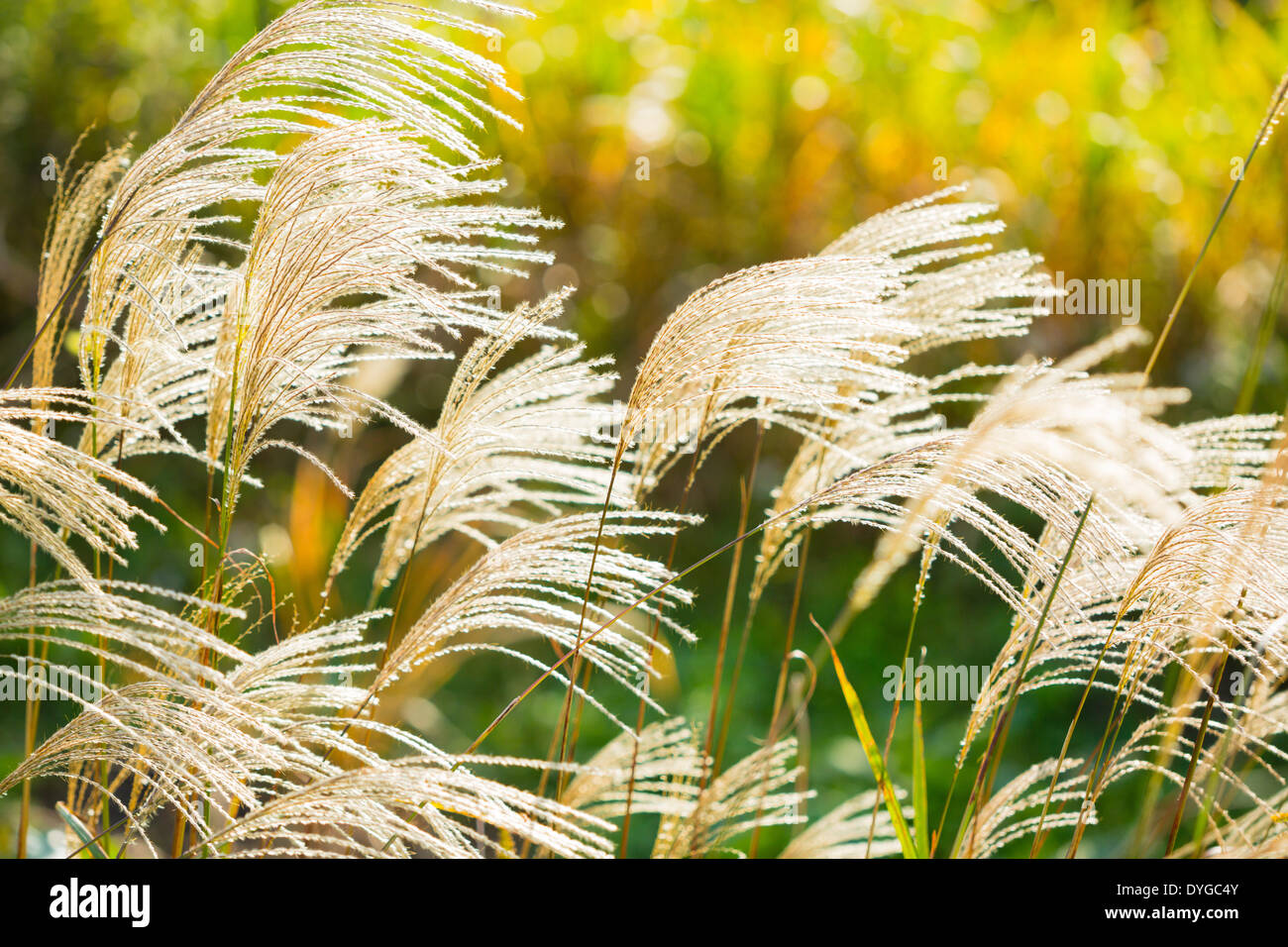 Japanese silver grass Stock Photo - Alamy