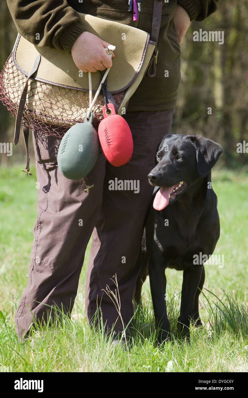 A black Labrador Retriever working dog with its owner during an outdoor ...