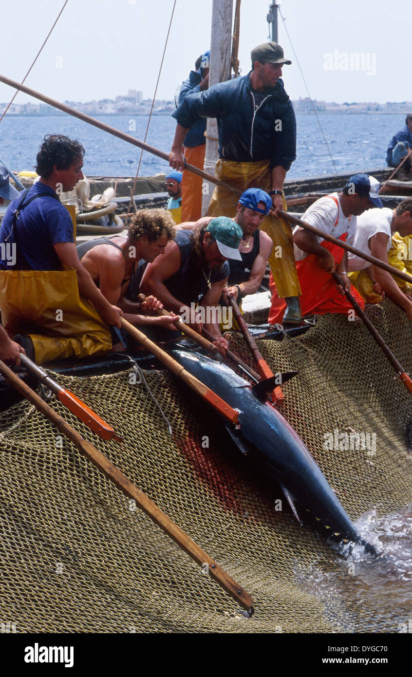 ITALY, Sicily, Aegadian Island Favignana, Tonnara May 2000, cooperative ...