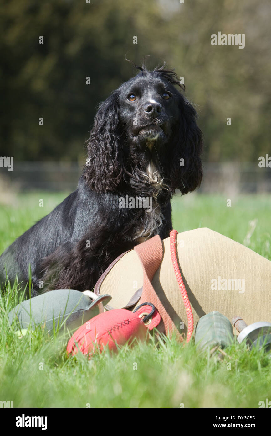 A black cocker spaniel working dog photographed with a selection of ...