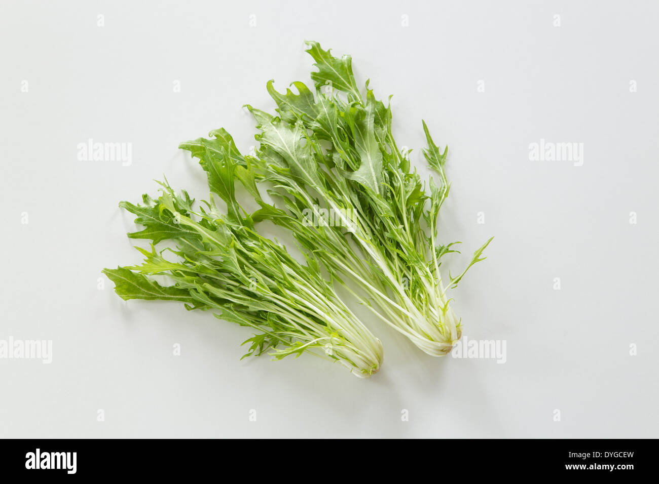 Mizuna leaf hi-res stock photography and images - Alamy