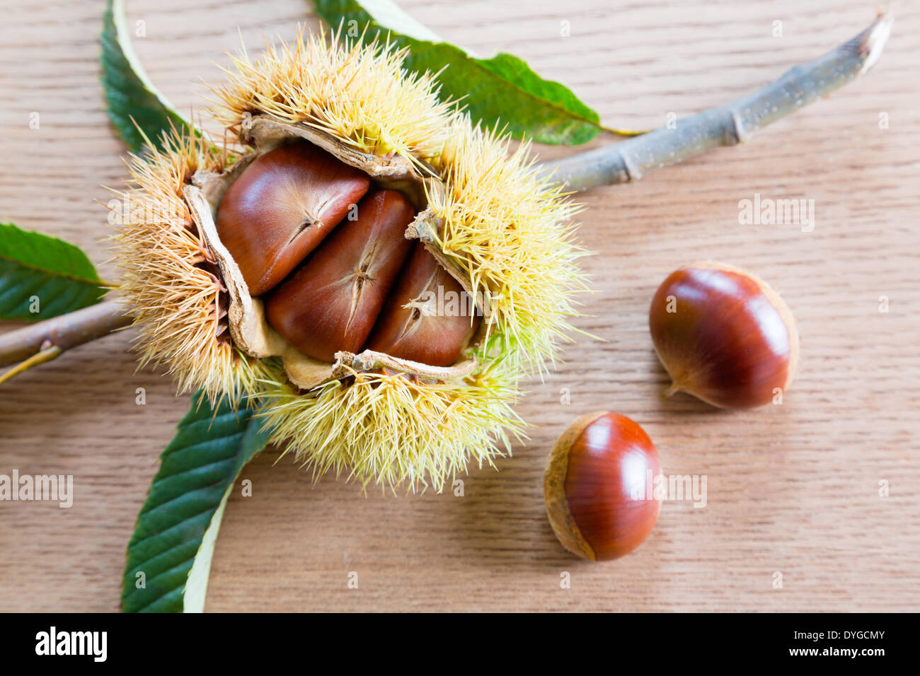 Castanea crenata japan hi-res stock photography and images - Alamy