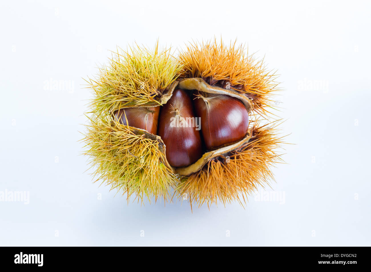 Close up chestnuts harvest Cut Out Stock Images & Pictures - Alamy