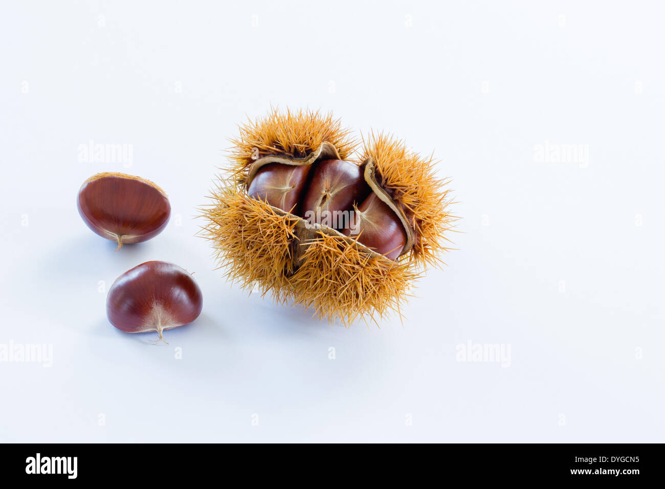 Close up view chestnuts Cut Out Stock Images & Pictures - Alamy