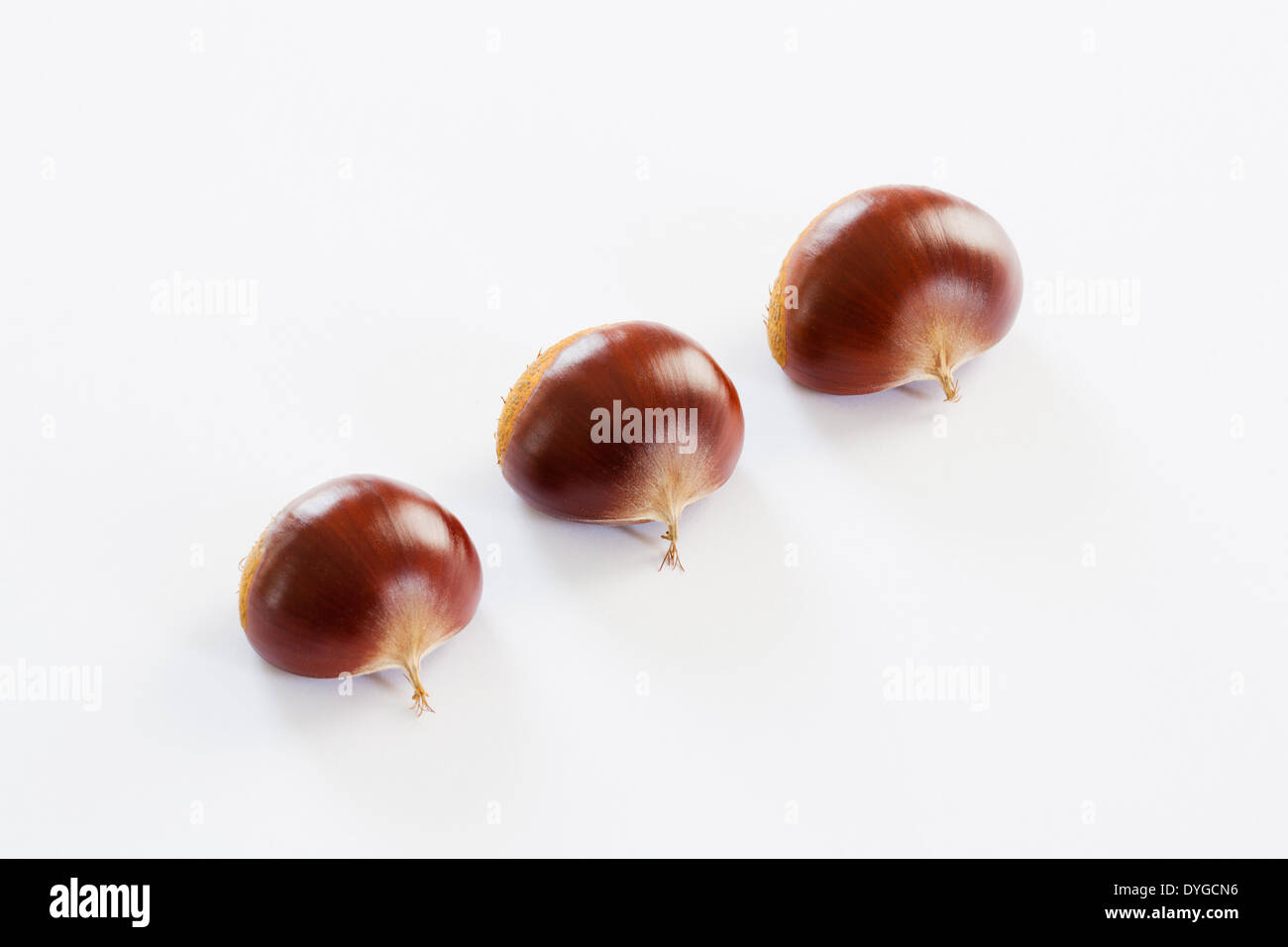 Close up view chestnuts Cut Out Stock Images & Pictures - Alamy
