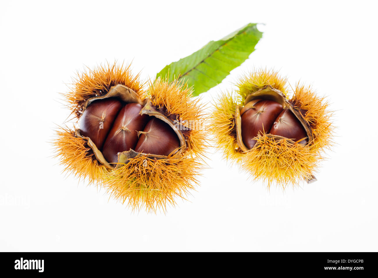 Close up chestnuts harvest Cut Out Stock Images & Pictures - Alamy
