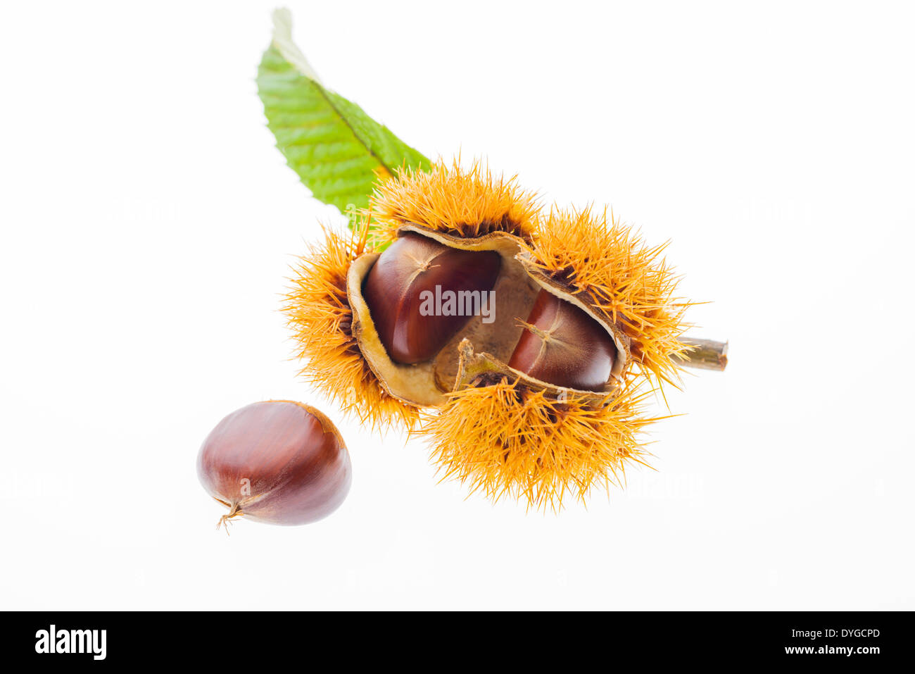 Close up chestnuts harvest Cut Out Stock Images & Pictures - Alamy