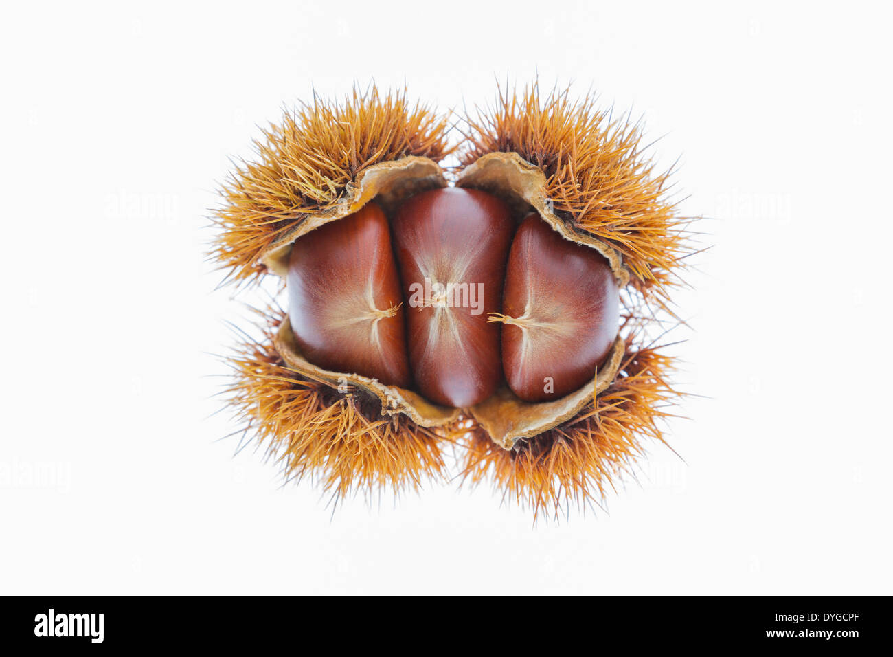 Close up chestnuts harvest Cut Out Stock Images & Pictures - Alamy