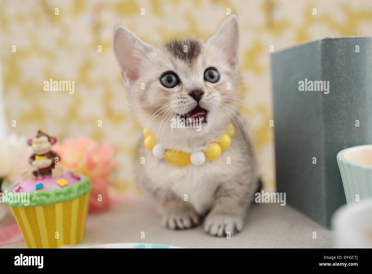 Crying kitten hi-res stock photography and images - Alamy