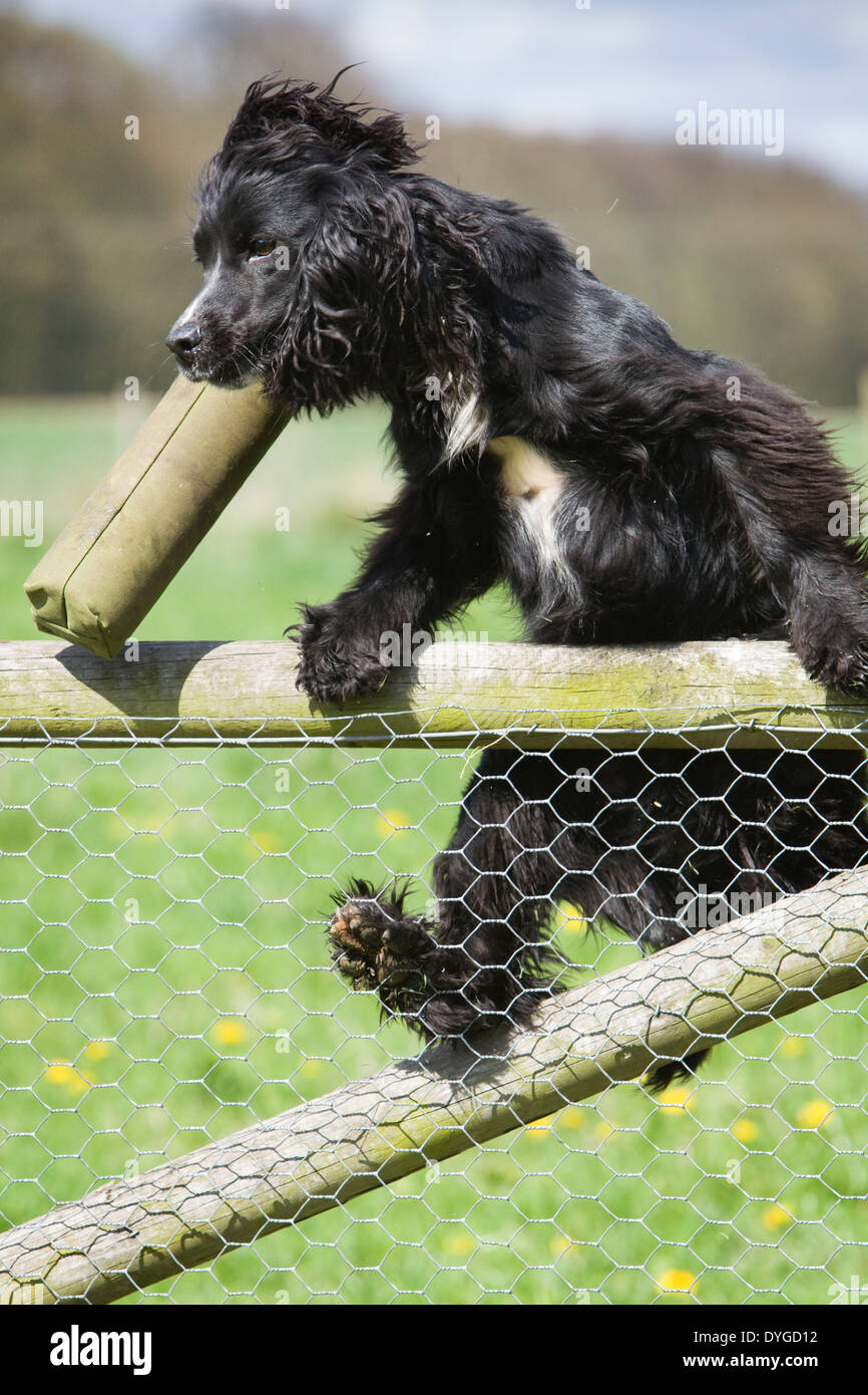 A black cocker spaniel working dog jumping a fence while carrying a ...