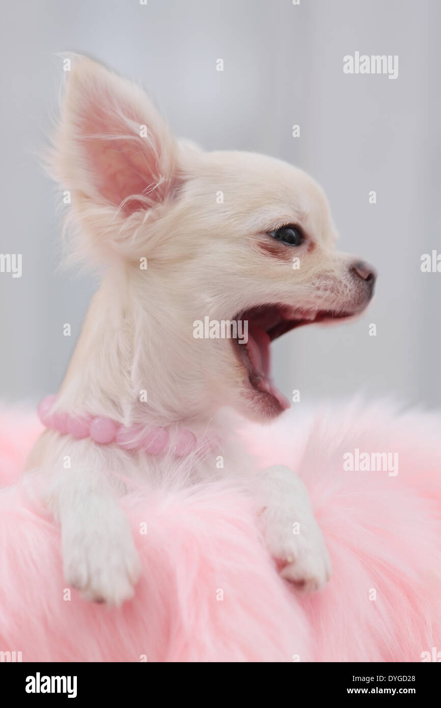 Chihuahua dog yawn hi-res stock photography and images - Alamy