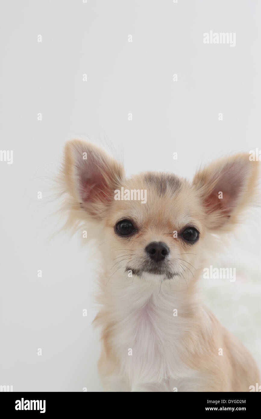 Chihuahua stare hi-res stock photography and images - Alamy