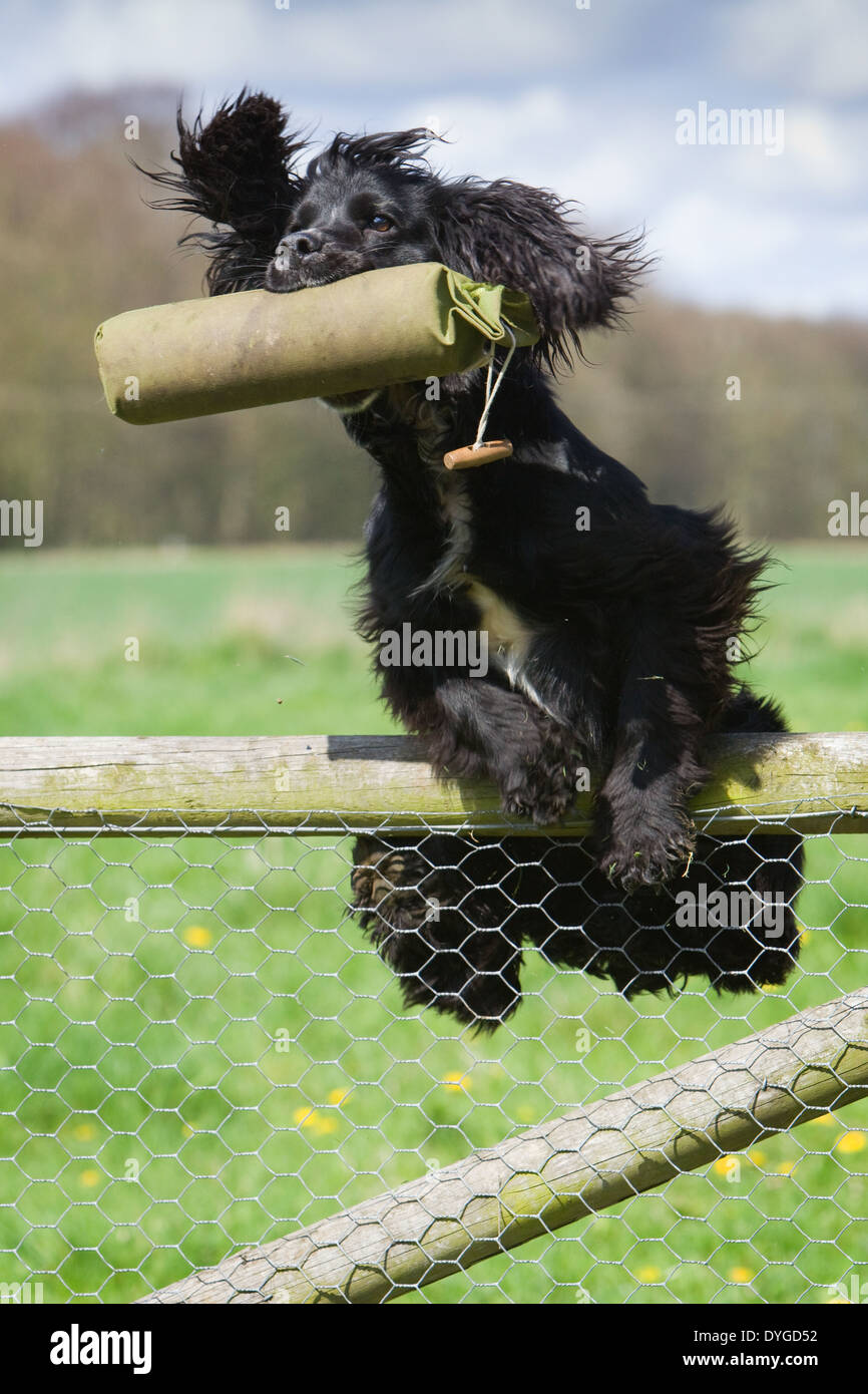 Jumping dog hi-res stock photography and images - Alamy