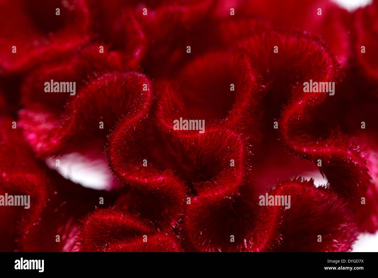 Close up view plumed hi-res stock photography and images - Alamy