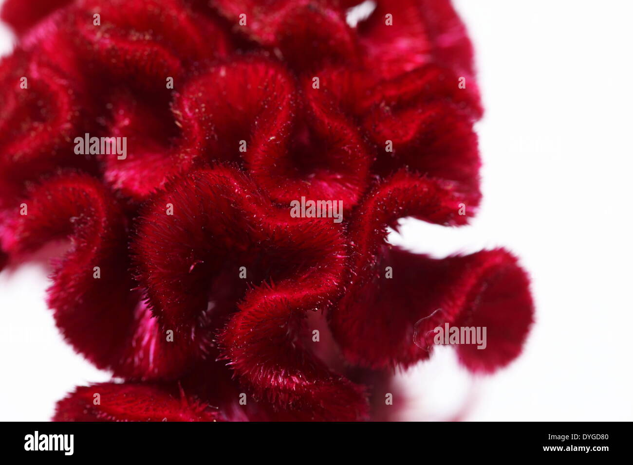 Plumed cockscomb hi-res stock photography and images - Alamy
