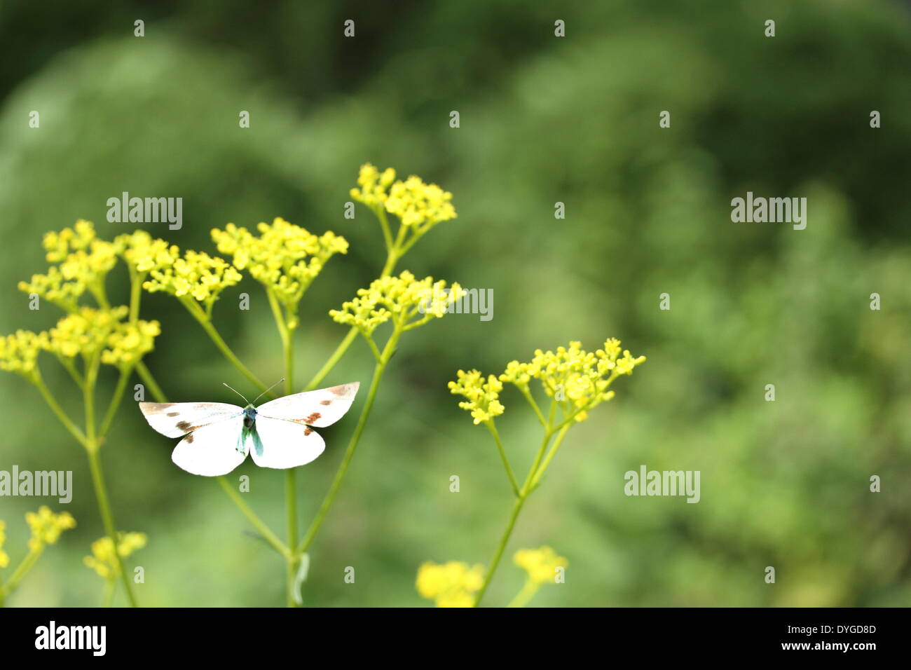 Yellow golden tussock grass hi-res stock photography and images - Alamy