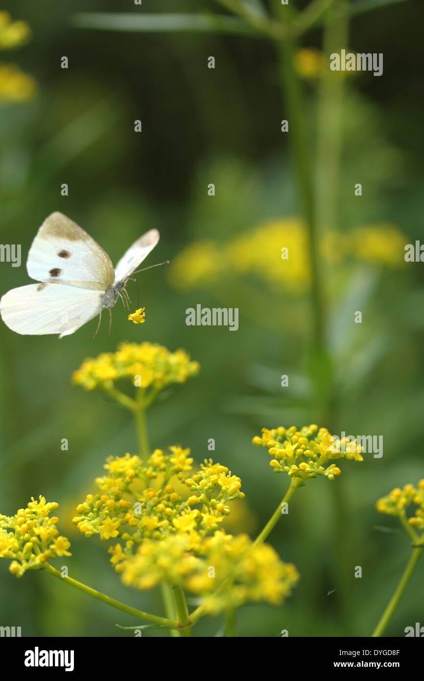 Golden lace hi-res stock photography and images - Alamy