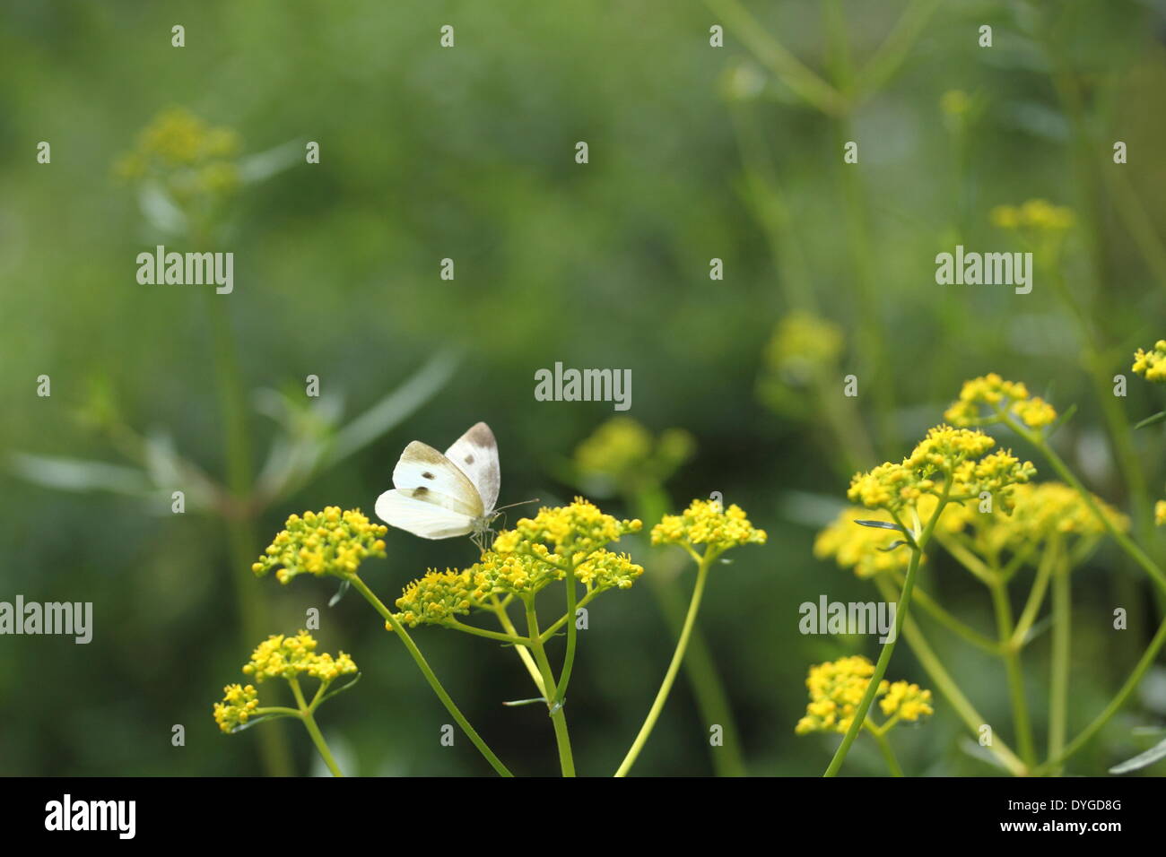 Yellow golden tussock grass hi-res stock photography and images - Alamy