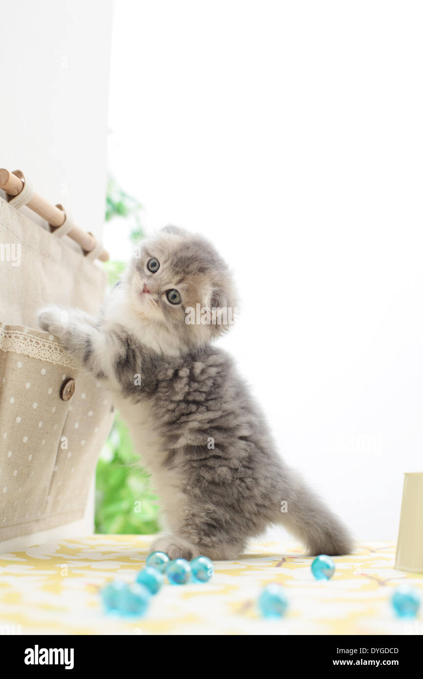 Pocket fold hi-res stock photography and images - Alamy