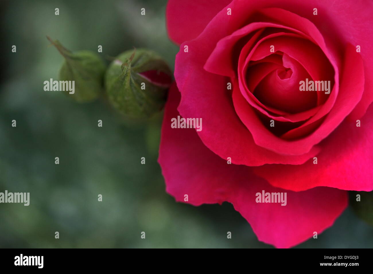 Shocking pink flower hi-res stock photography and images - Alamy